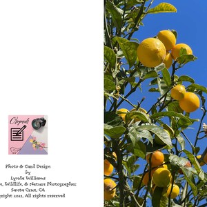 Lemon Tree Photo Note Cards; Sets of 6 or 12 5x7 Blank Color Photo ...