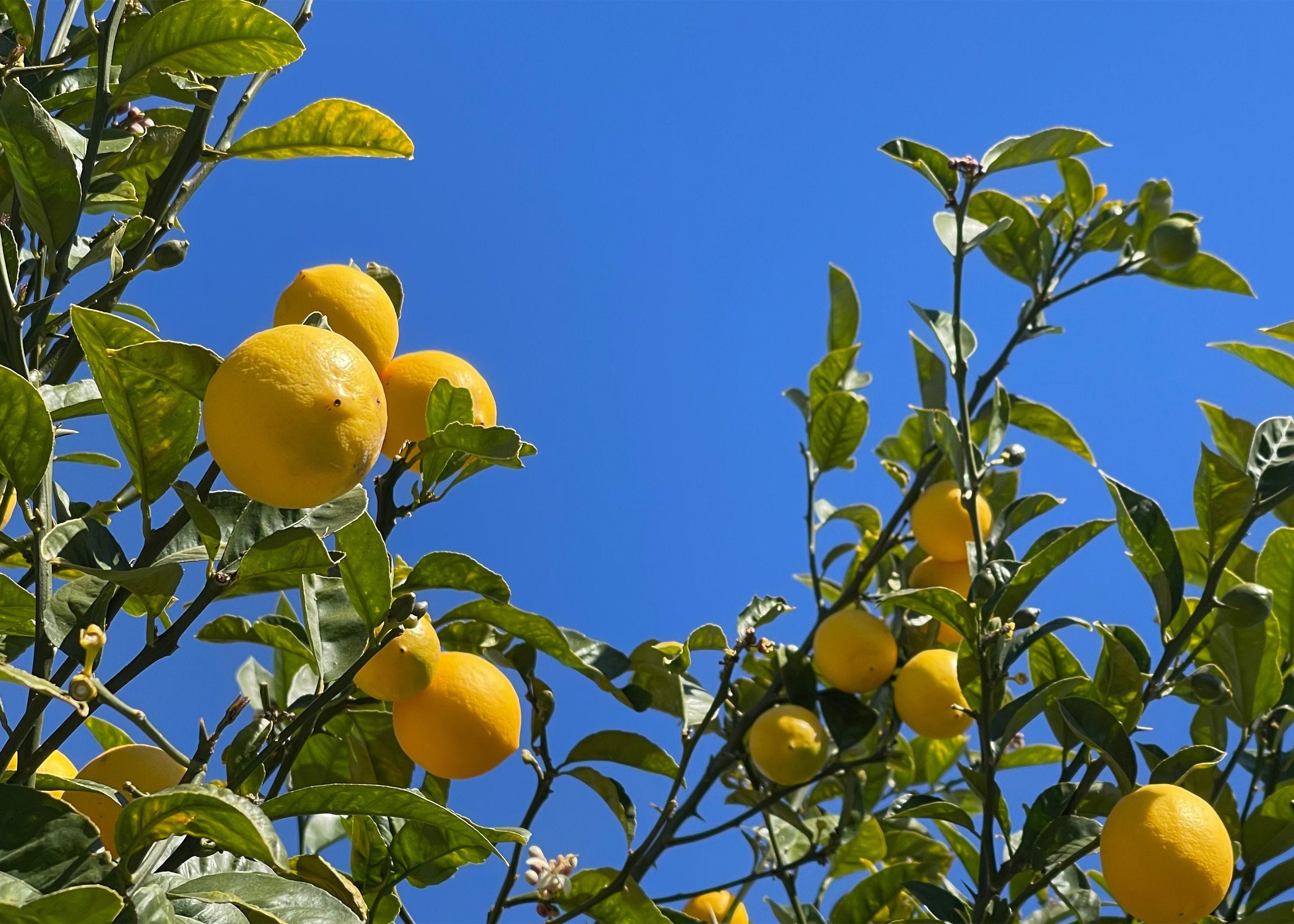 Horizontal Lemon Tree & Blue Sky; Sets of 6 or 12 5x7 Blank Color Photo ...