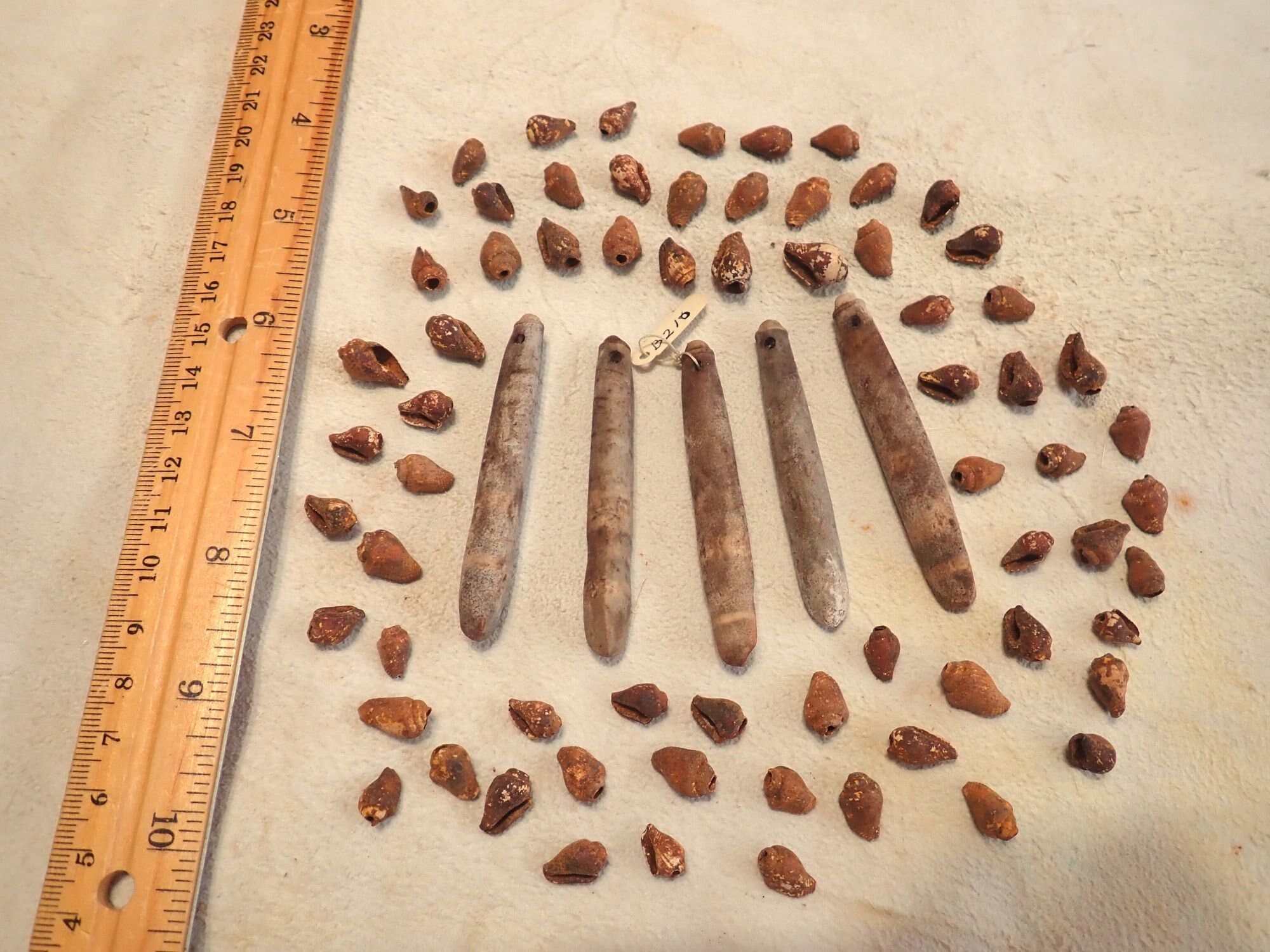 Authentic Native American Cowrie Shell and Sea Urchin Spine Beads Found ...