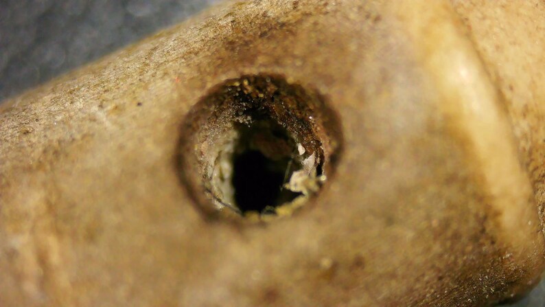 Authentic Native American Cowrie Shell and Sea Urchin Spine Beads Found ...