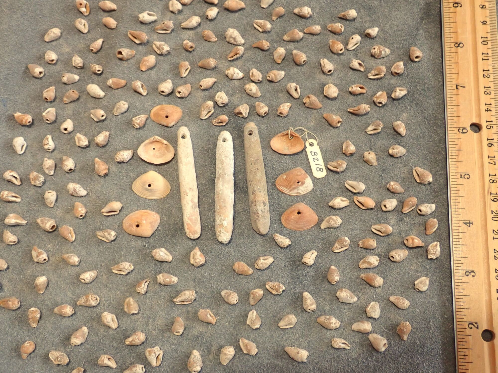 Authentic Native American Cowrie and Clam Shell Beads Along With 3 Sea ...