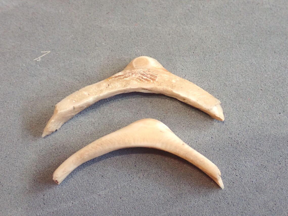 Authentic Native American 2 Pieces of Shell Pendant Located in - Etsy