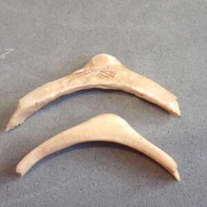 Authentic Native American 2 Pieces of Shell Pendant Located in Arizona ...