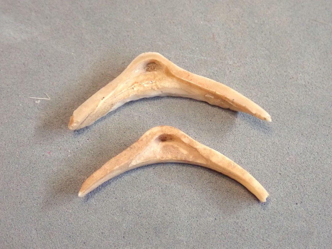 Authentic Native American 2 Pieces of Shell Pendant Located in Arizona ...