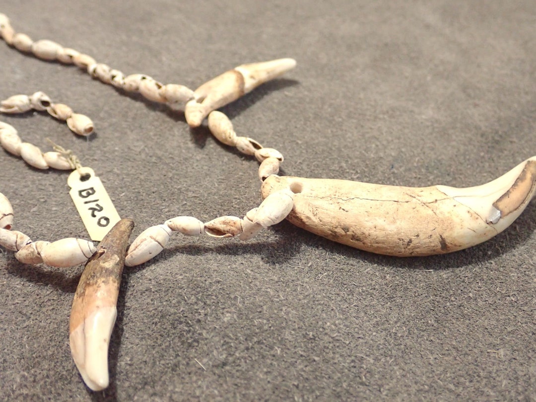 Authentic Native American Approximately 128 Olivella Shell Beads With 3 ...