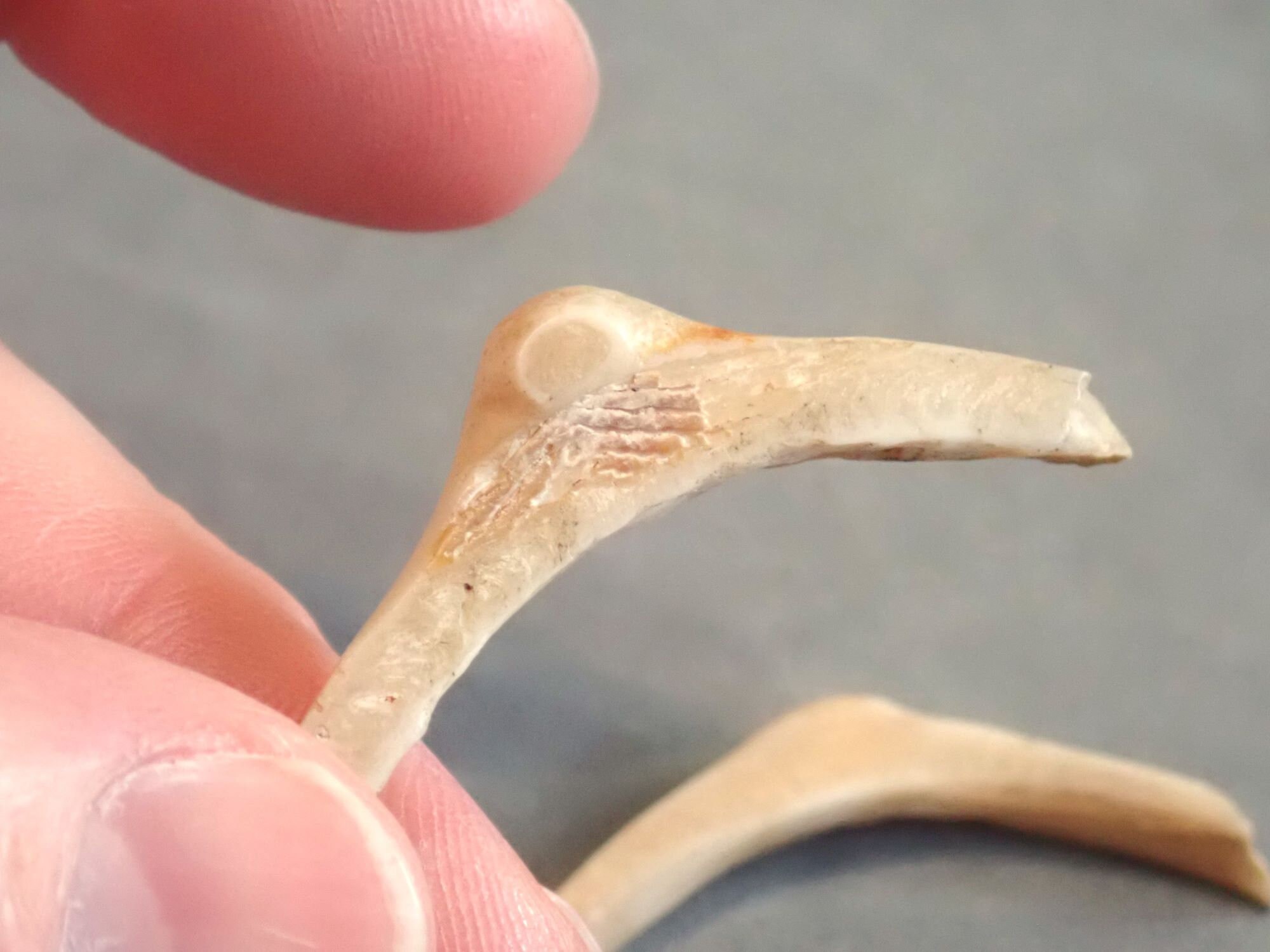 Authentic Native American 2 Pieces of Shell Pendant Located in Arizona ...