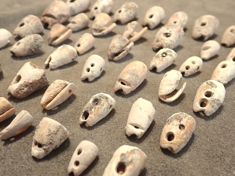 Authentic Developmental Desert Traditions Native American 44 Conch ...