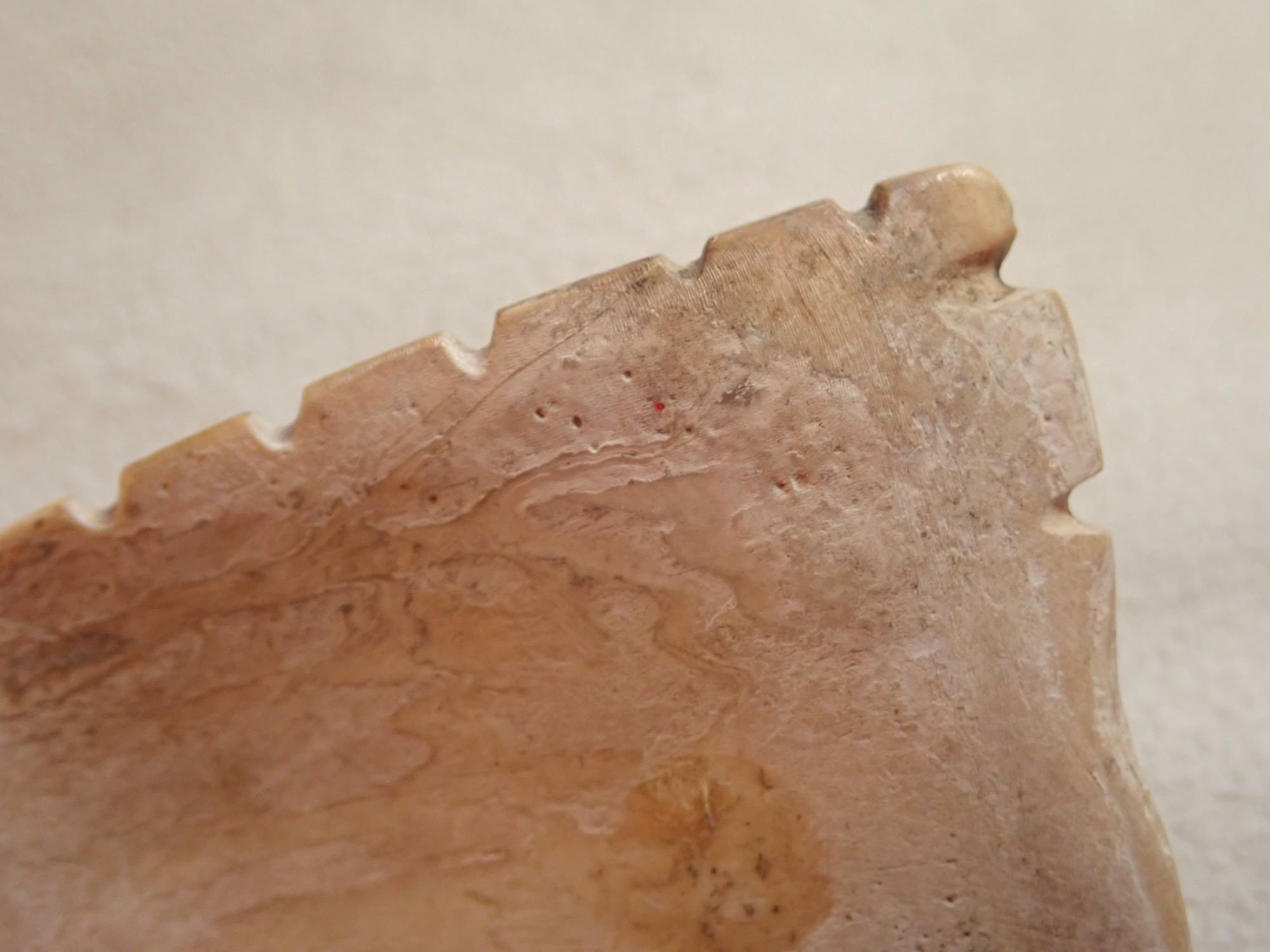 Authentic Woodland Native American 2 Hole Swirl Type Conch Shell Gorget ...