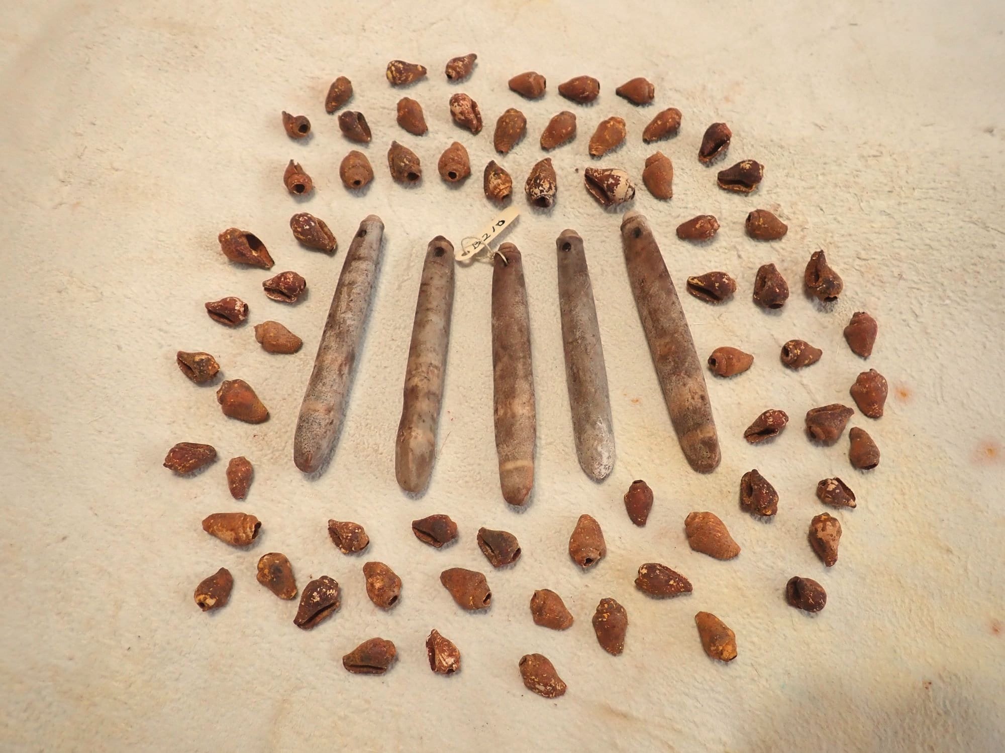 Authentic Native American Cowrie Shell and Sea Urchin Spine Beads Found ...