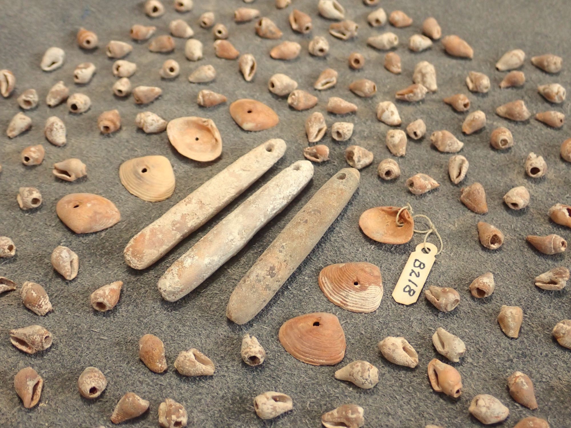 Authentic Native American Cowrie and Clam Shell Beads Along With 3 Sea ...