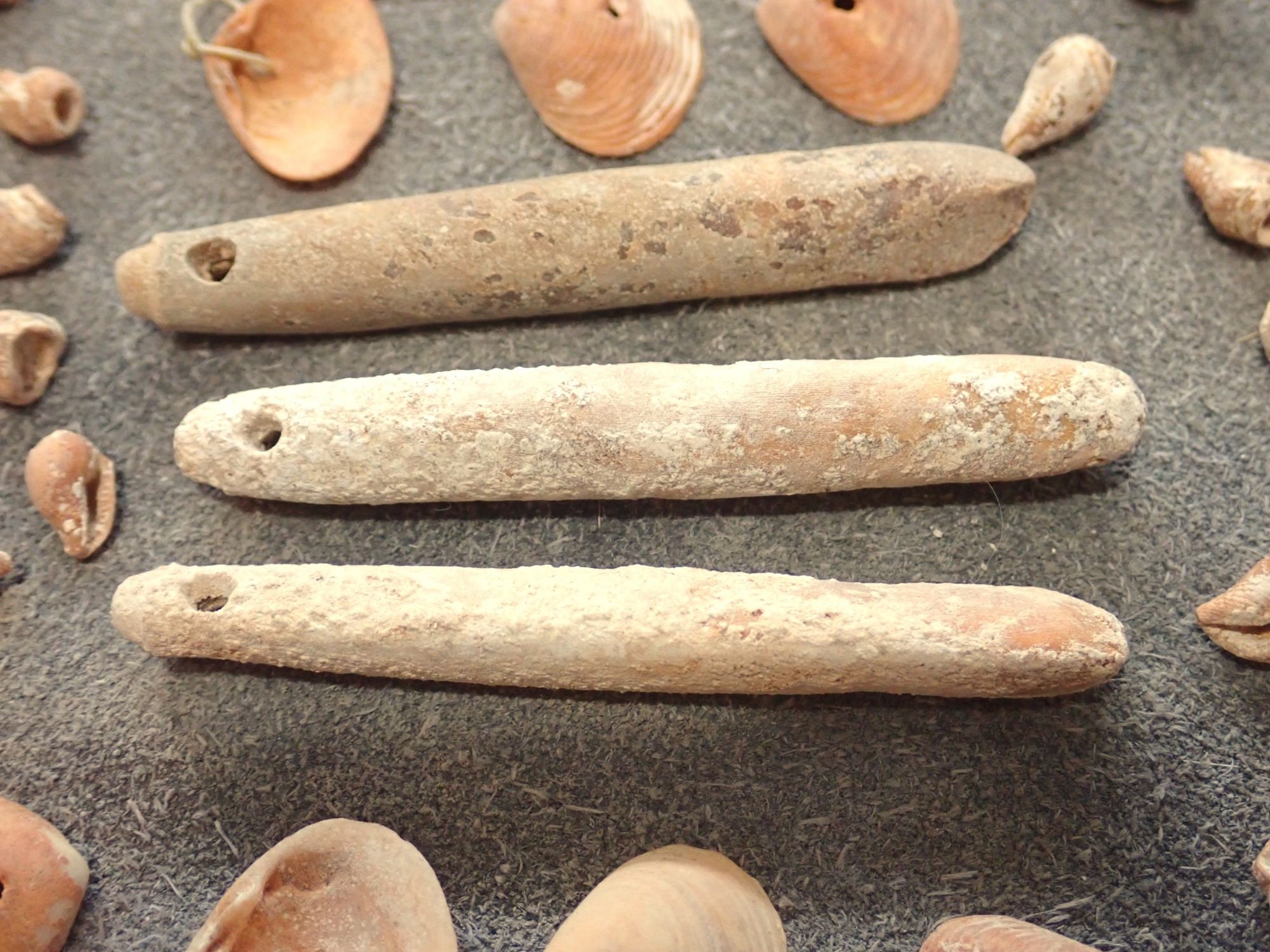 Authentic Native American Cowrie and Clam Shell Beads Along With 3 Sea ...