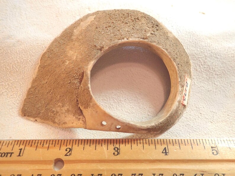 Native American Conch Shell Gorget: Woodland Artifact, Tennessee Find ...