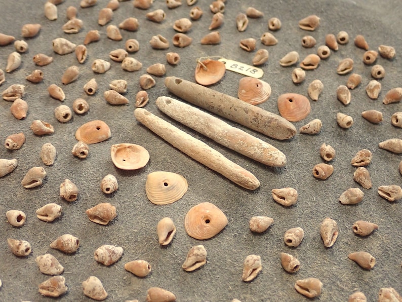 Authentic Native American Cowrie and Clam Shell Beads Along With 3 Sea ...