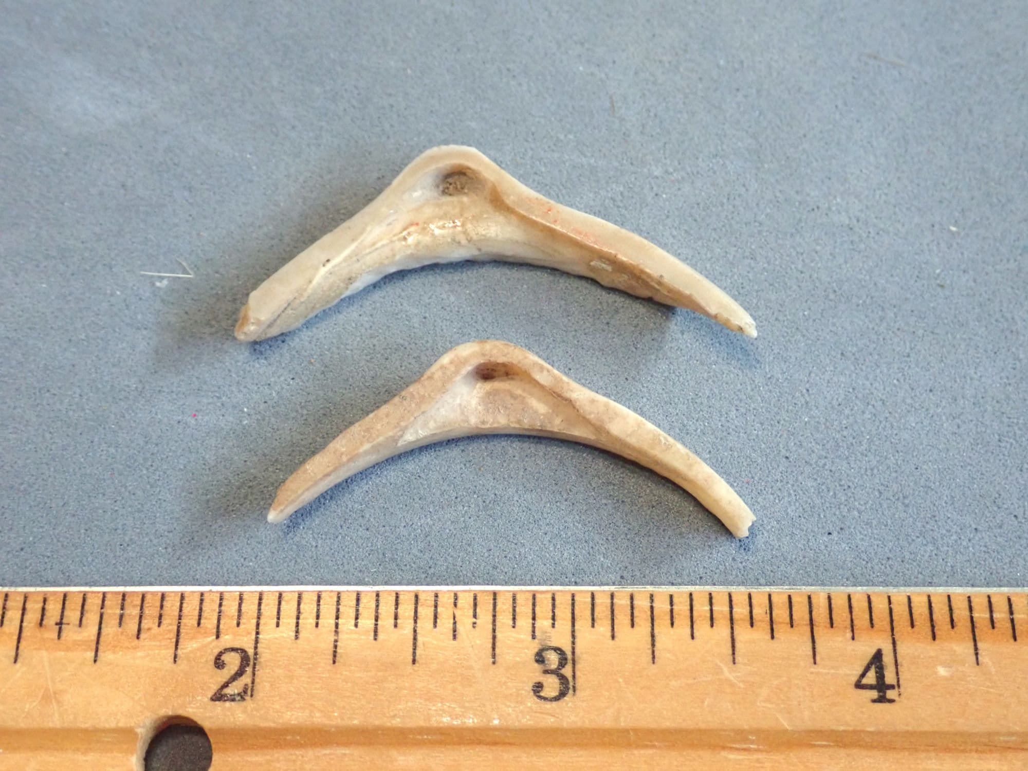 Authentic Native American 2 Pieces of Shell Pendant Located in Arizona ...