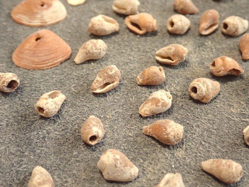 Authentic Native American Cowrie and Clam Shell Beads Along With 3 Sea ...