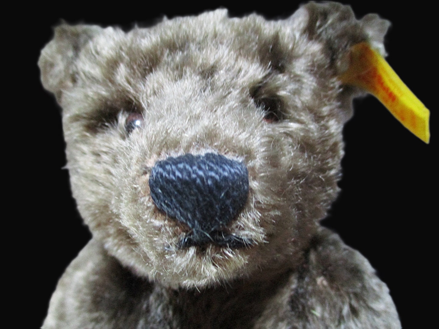 Steiff German Limited Edition Growler Bear Original Boxed With Growlers ...