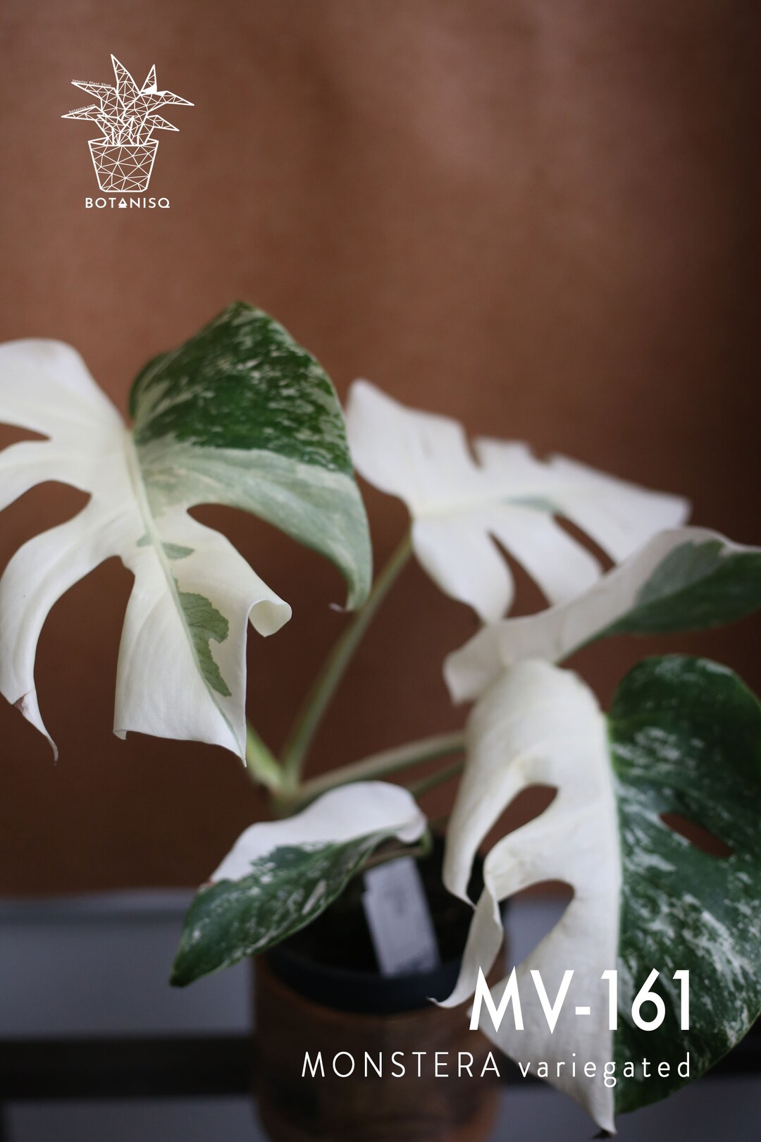 Get What You See Super White Monstera Variegated White - Etsy UK