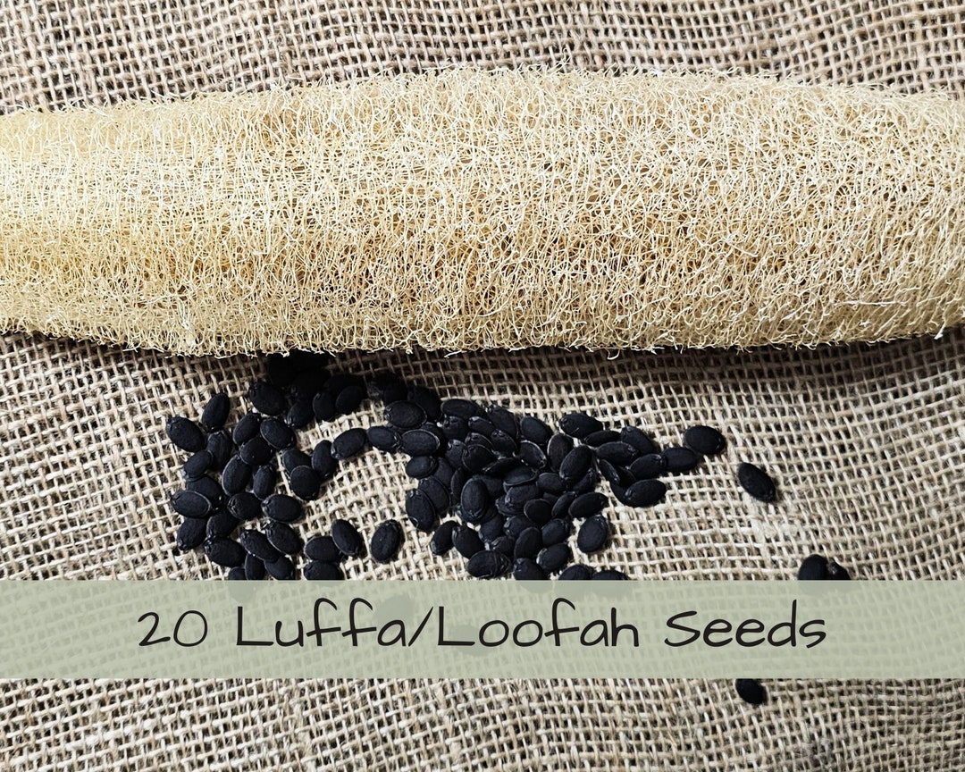 20 Luffa/loofa SEEDS! Loofah Natural Sponge Gourd, Homestead Grown ...