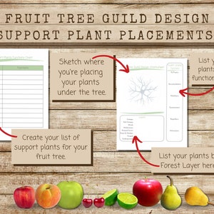 Printable Fruit Tree Guild Design Workbook, Permaculture Tree Guild ...
