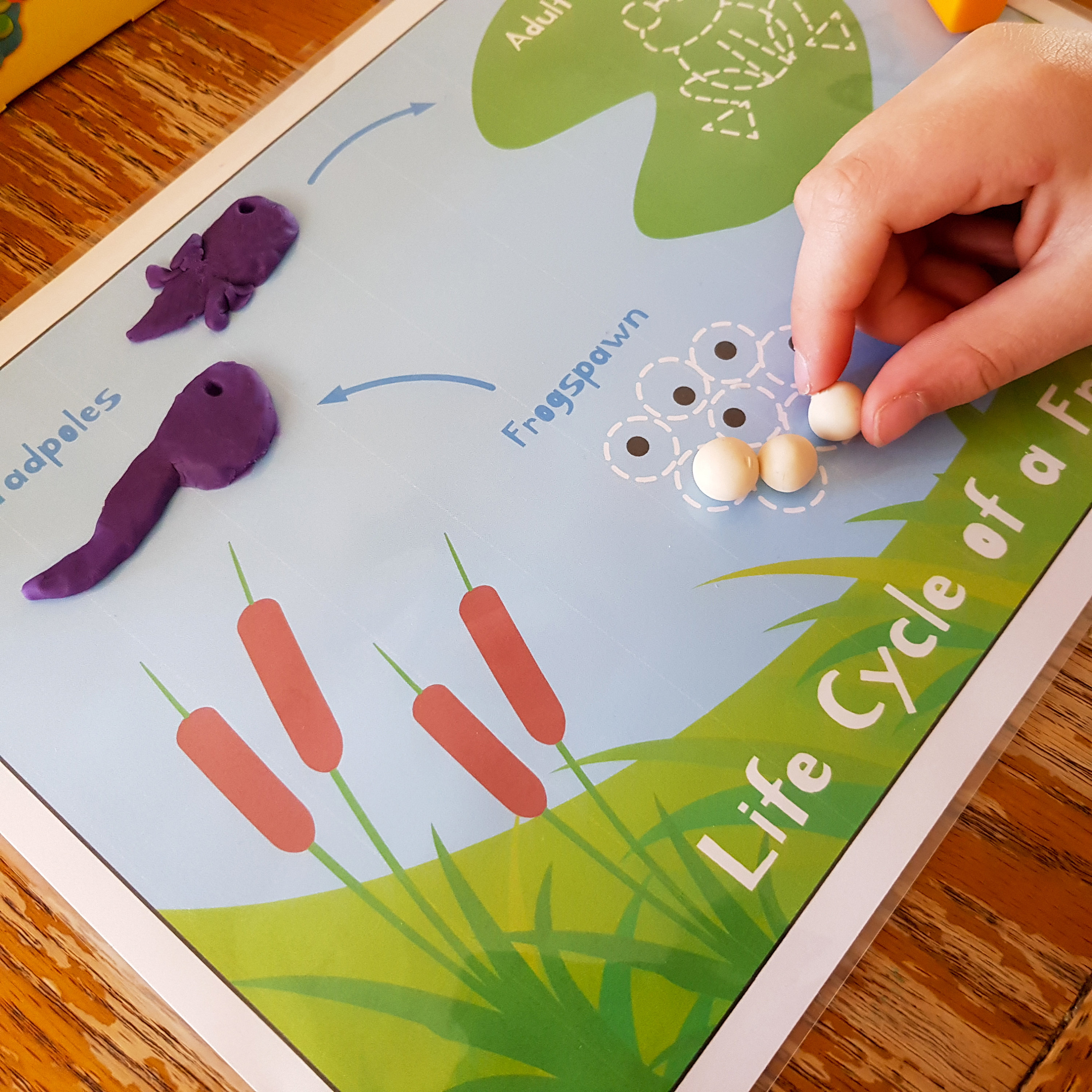Life Cycle of a Frog Play Dough Mat, Nature Pond Educational Playdoh ...