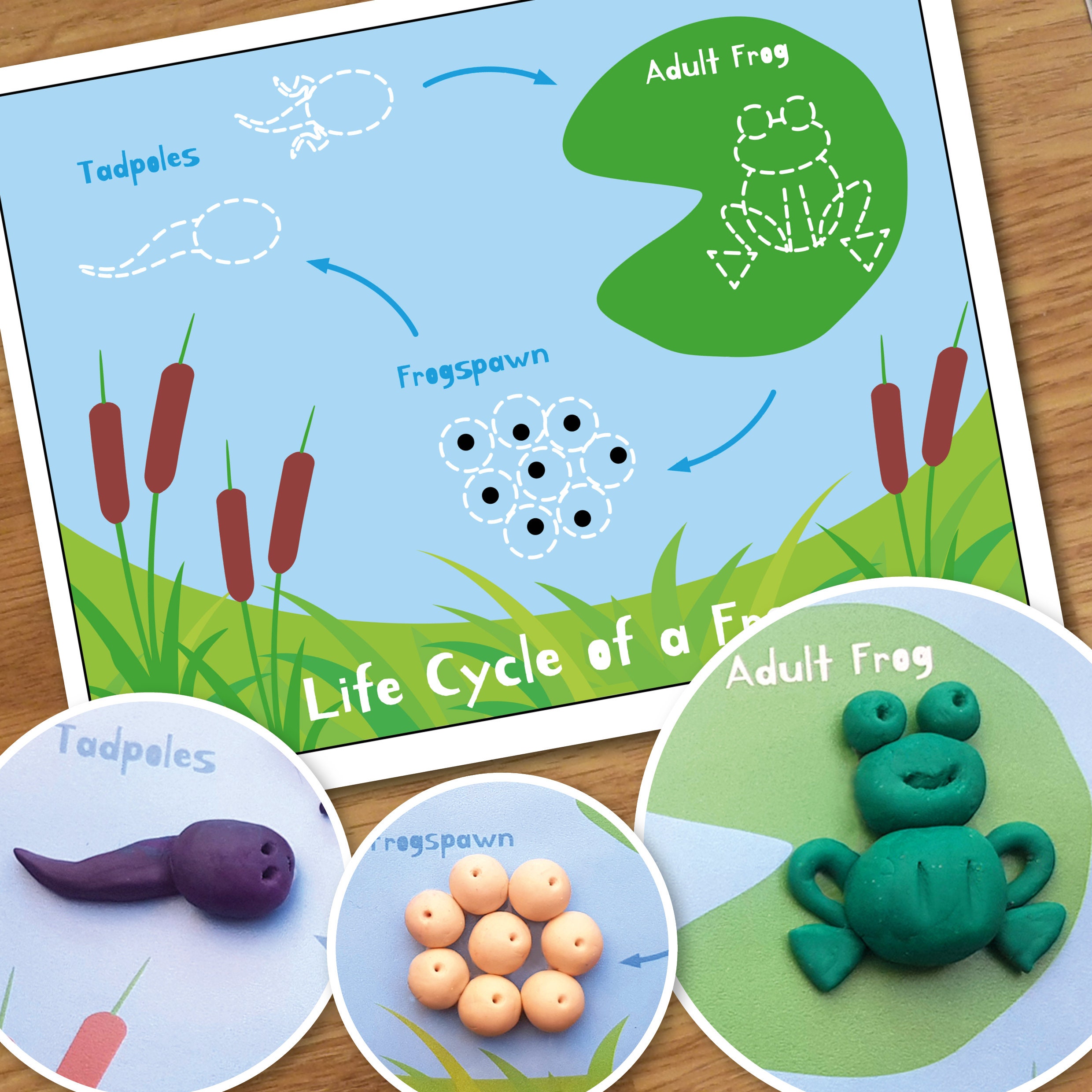 Life Cycle of a Frog Play Dough Mat, Nature Pond Educational Playdoh ...