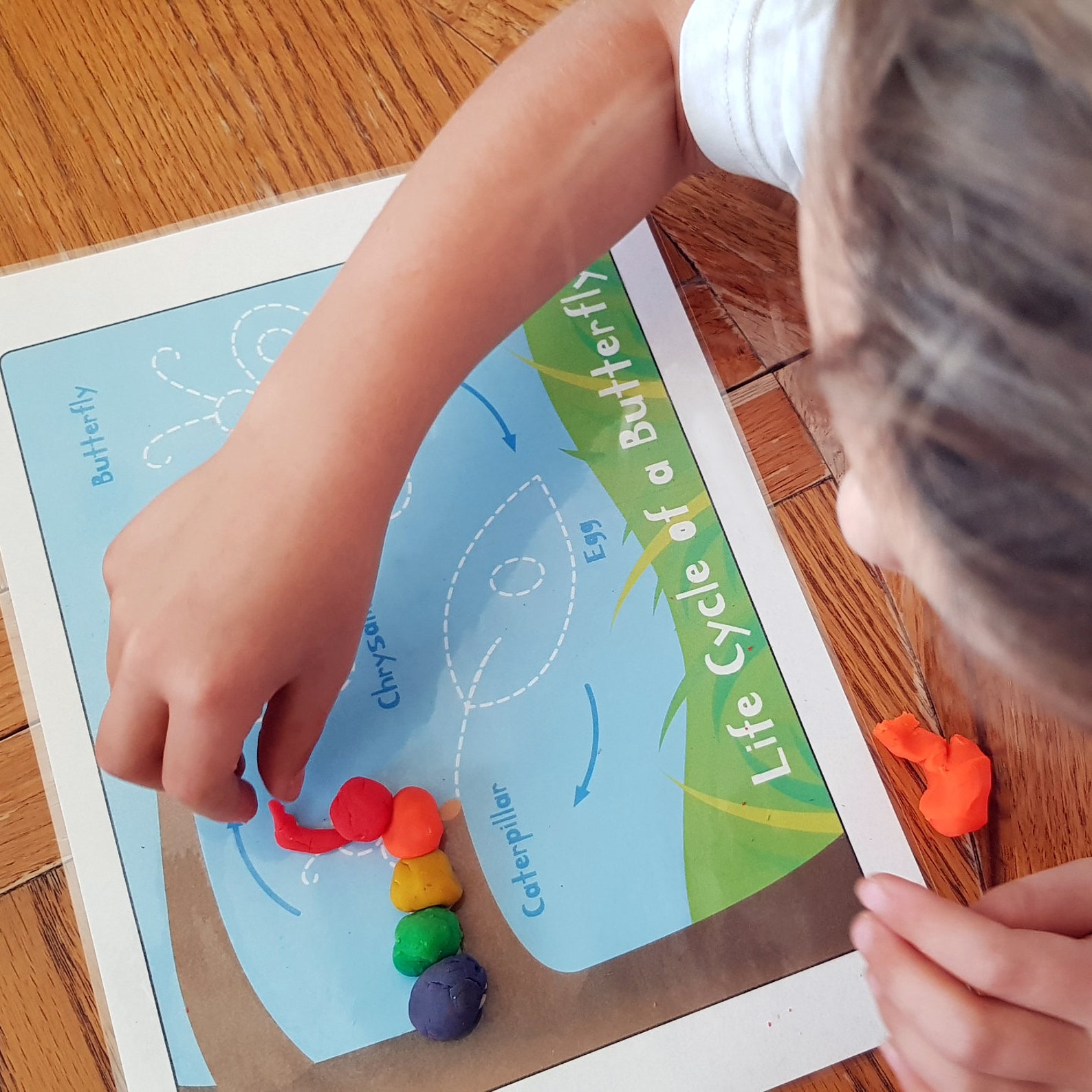 Life Cycle of a Butterfly Play Dough Mat, Kids Homeschool Caterpillar ...