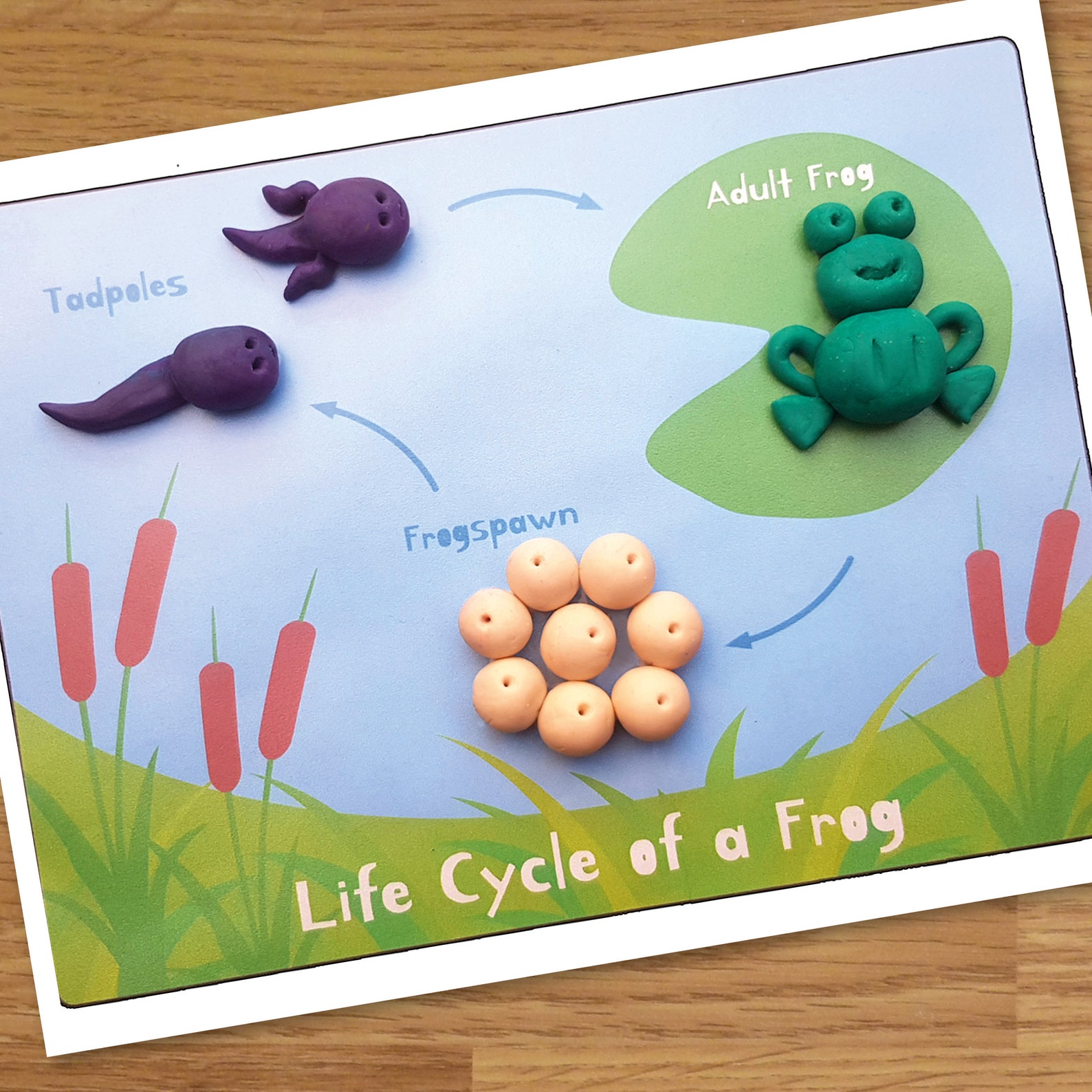 Life Cycle of a Frog Play Dough Mat, Nature Pond Educational Playdoh ...