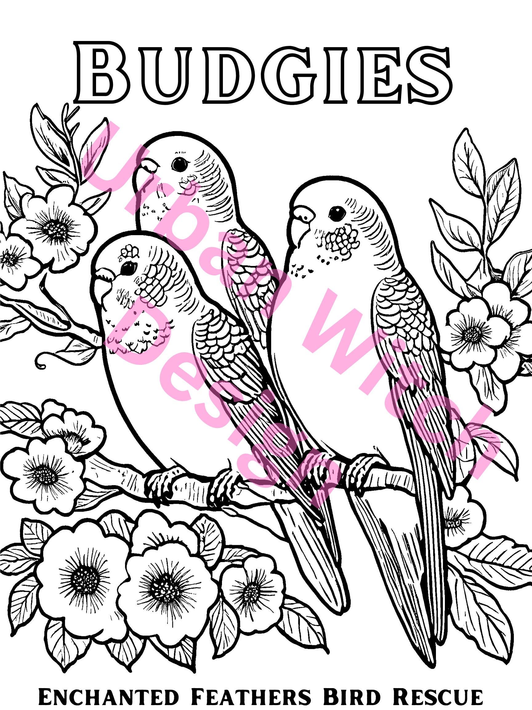 3 Budgies Colouring Printable Page - Etsy