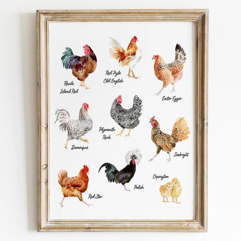 Chicken Breeds Poster - Etsy