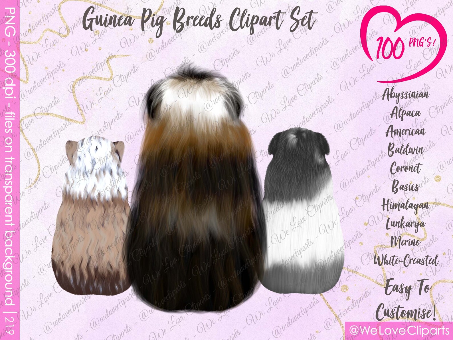 Animal Clipart: Guinea Pig Clipart for Illustrations, Scrapbooks and ...