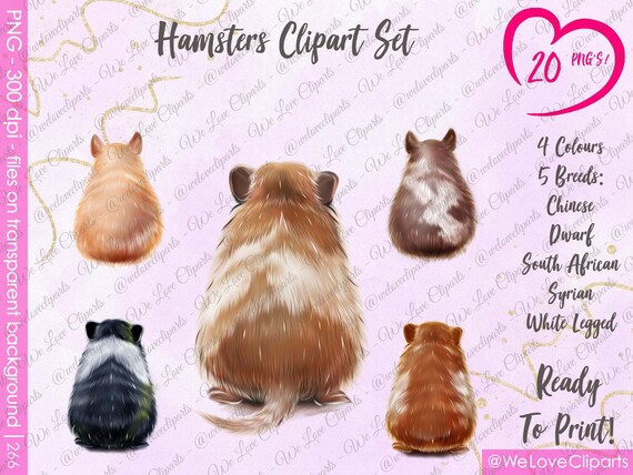 Syrian Hamster Color Chart