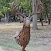 SOLD | Fine Art Deer Sculpture | Scrap Metal Deer Statue | Reclaimed ...