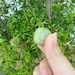 Jade Cube Tumbled Crystal - Etsy