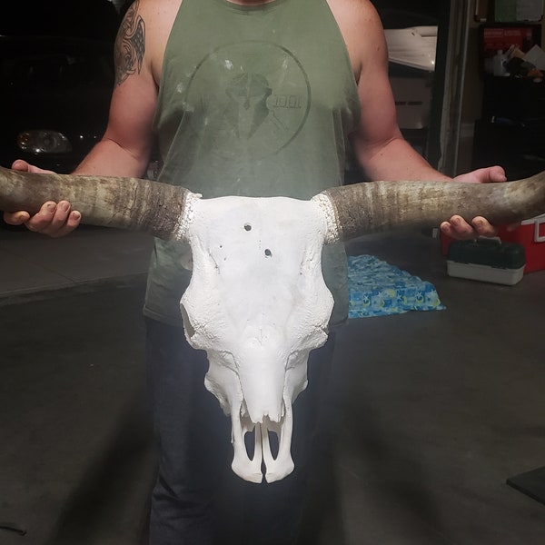 European Mount - Etsy