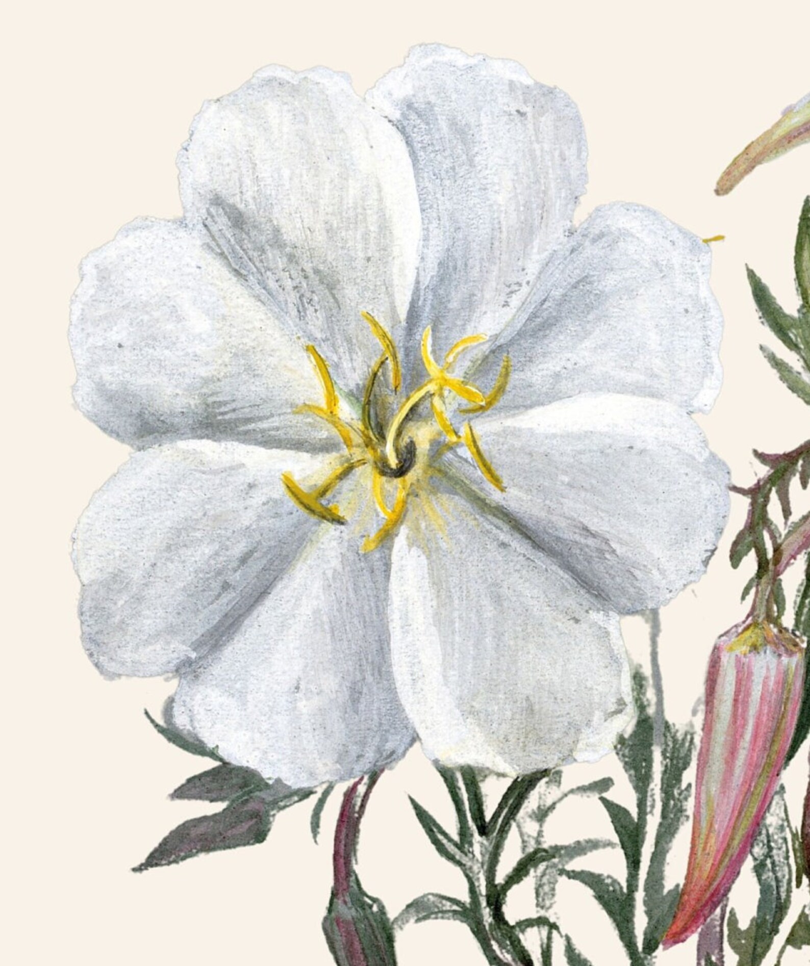 6 Set White Vintage Flower Prints Volume 1 Wall Art Wall - Etsy