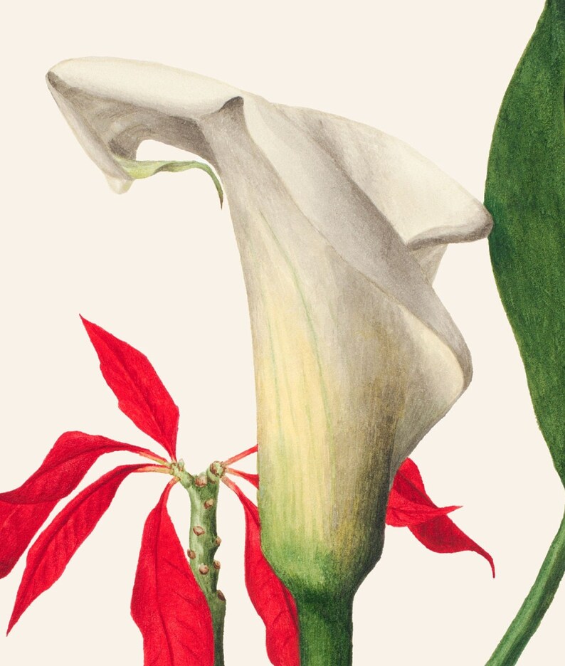 6 Set White Vintage Flower Prints Volume 1 Wall Art Wall - Etsy