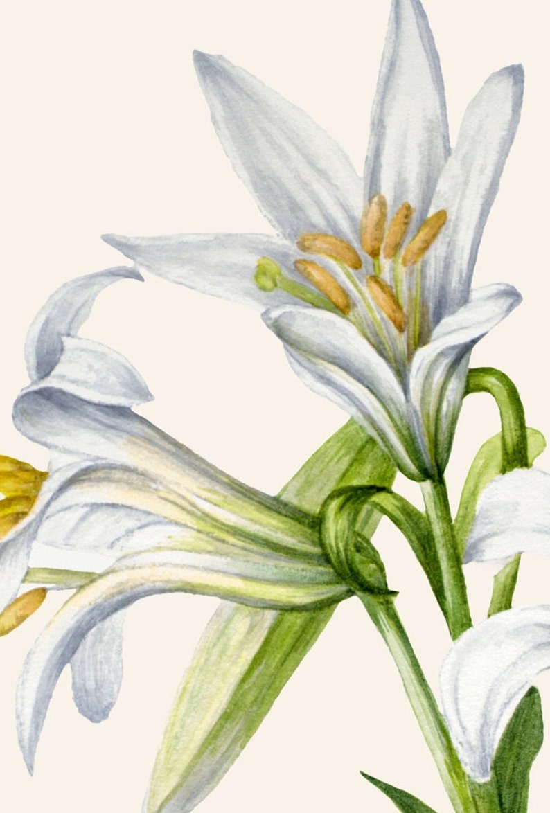 6 Set White Vintage Flower Prints Volume 1 Wall Art Wall - Etsy