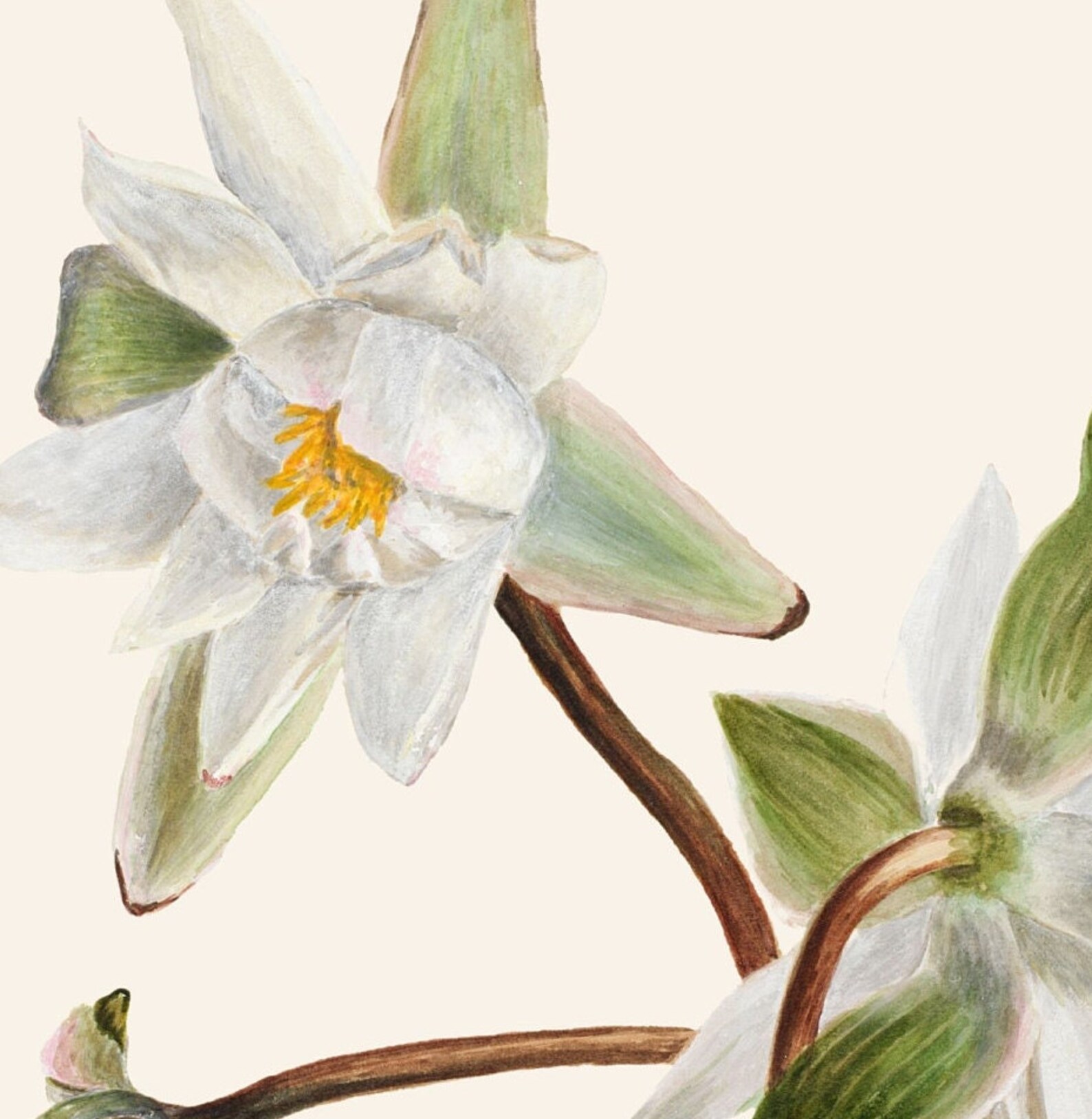 6 Set White Vintage Flower Prints Volume 1 Wall Art Wall - Etsy