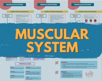 Muscular System Notes - Etsy