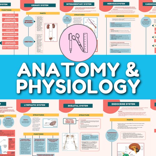 Physiology Mega Bundle Physiology Notes Anatomy and - Etsy