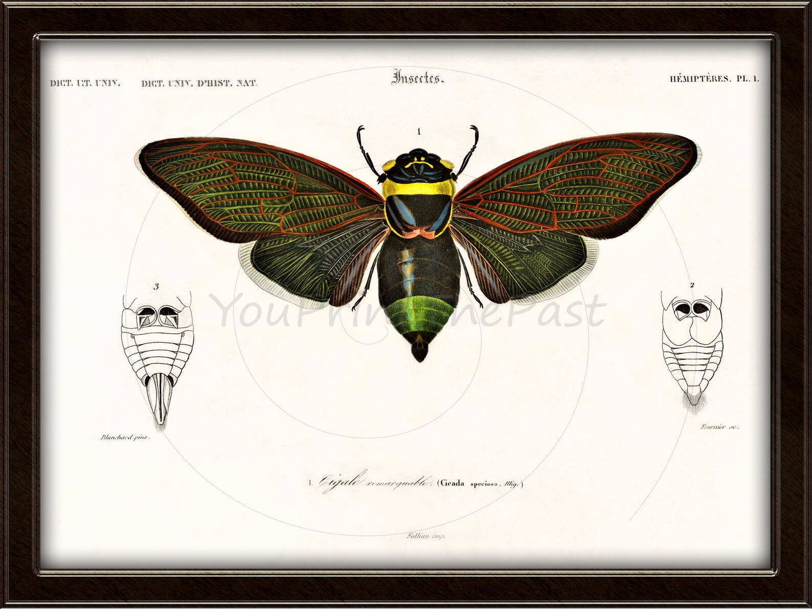 Cicada Full-page Pintable. Digital Ephemeral Art to Download. 8.5x11 ...