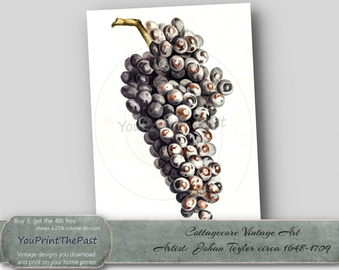 Vintage Johan Teyler Painting Grapes Ca. 1600's. - Etsy