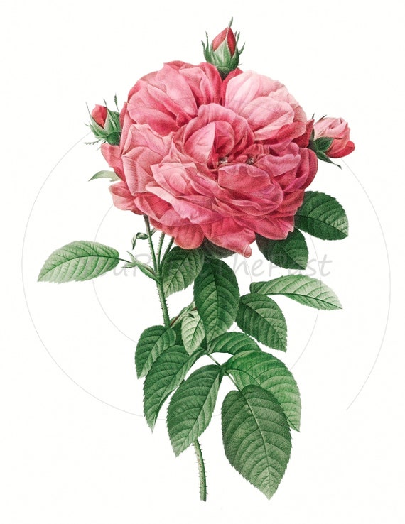 Victorian Pink Provins Rose. Digital Art to Print. Vintage - Etsy