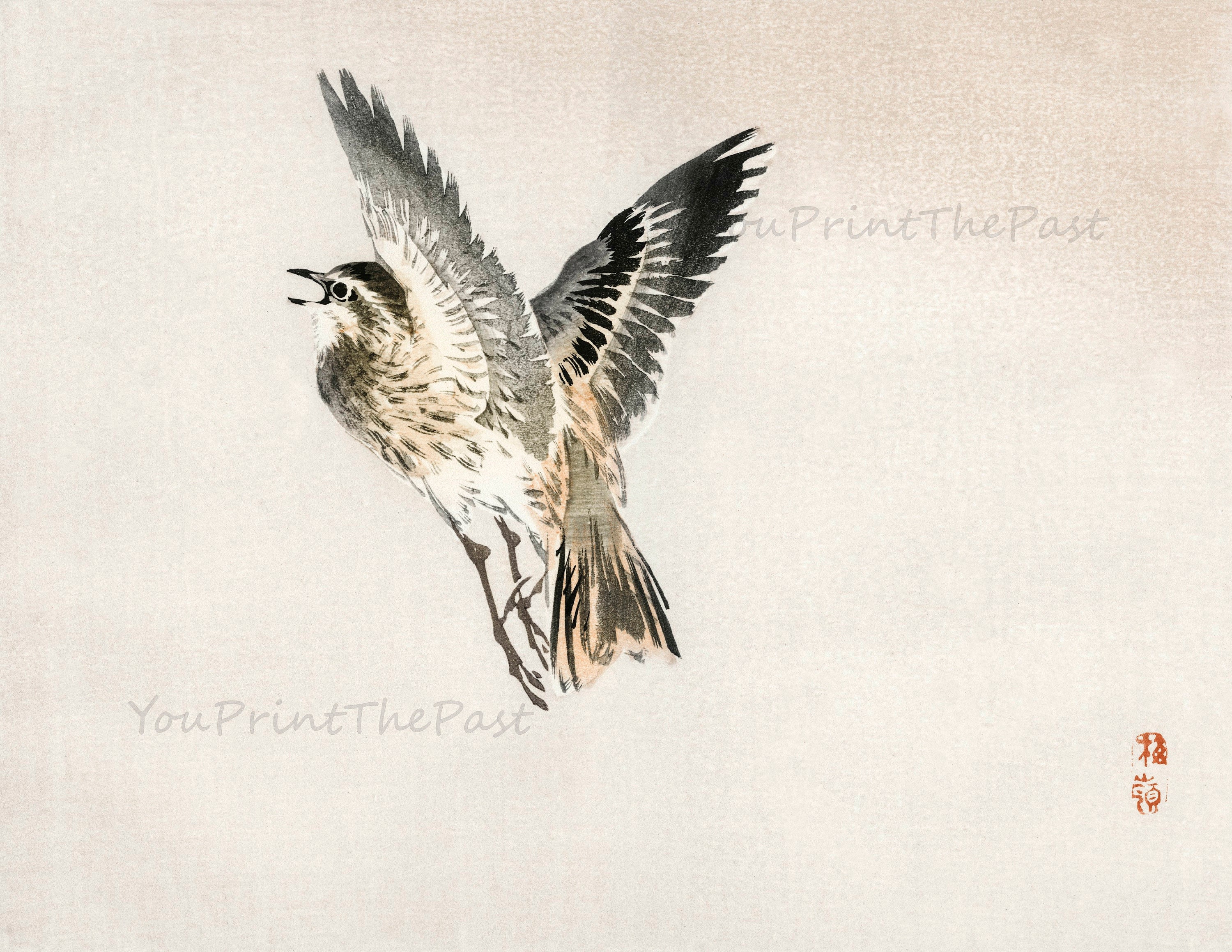 Japanese Watercolor Sketch. Sparrow by Bairei. Vintage Art to Print at ...