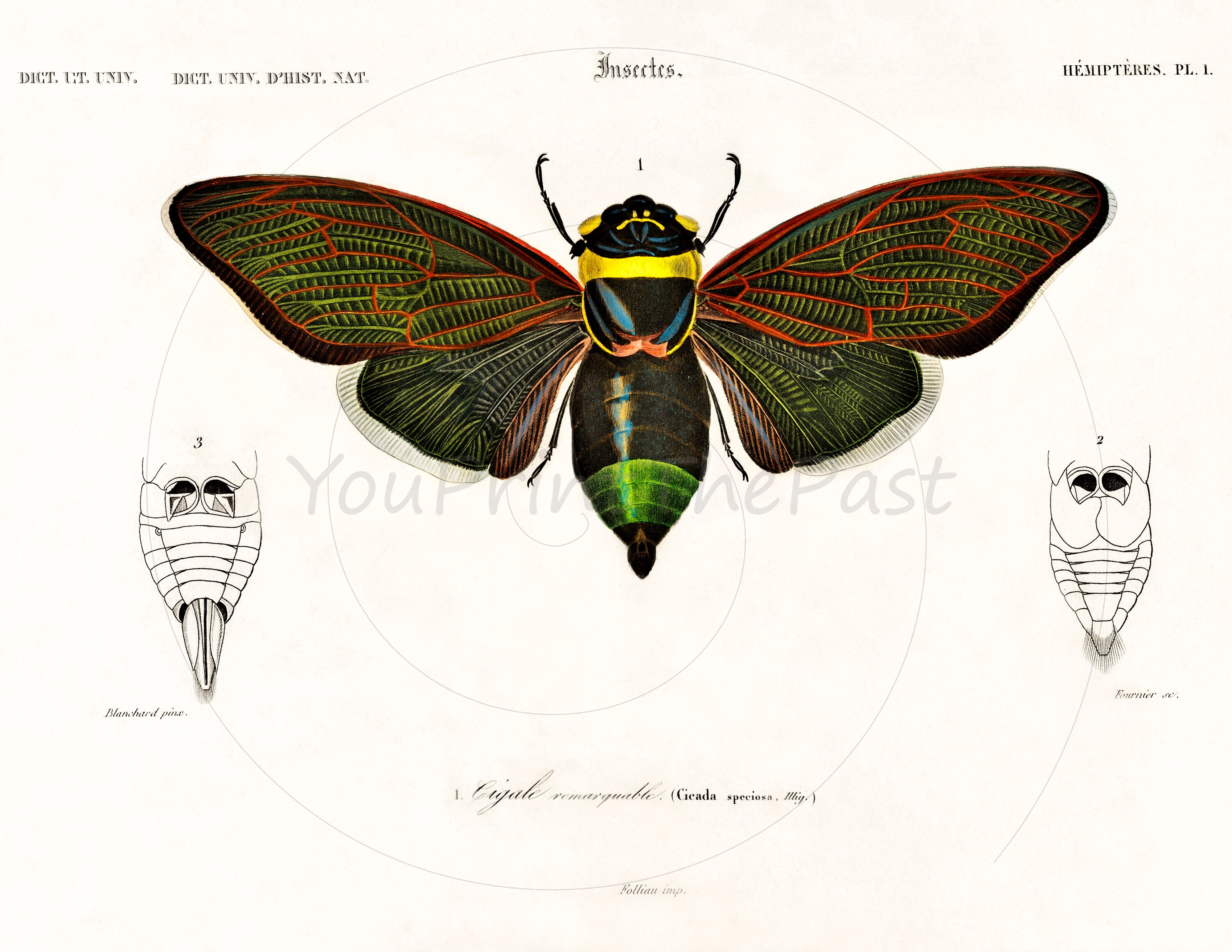 Cicada Full-page Pintable. Digital Ephemeral Art to Download. 8.5x11 ...