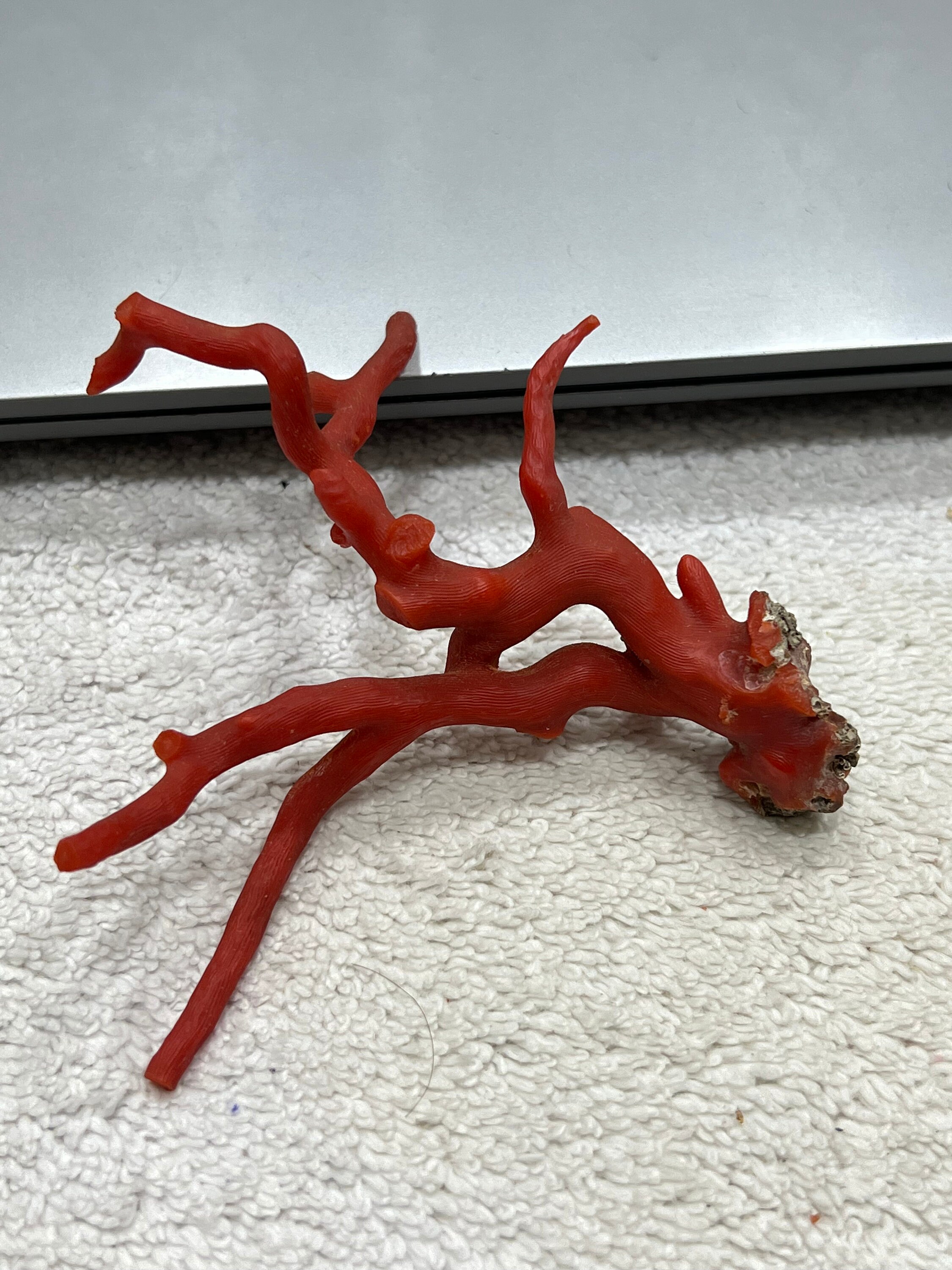 Red Coral Branch