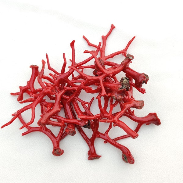 Coral Branch - Etsy