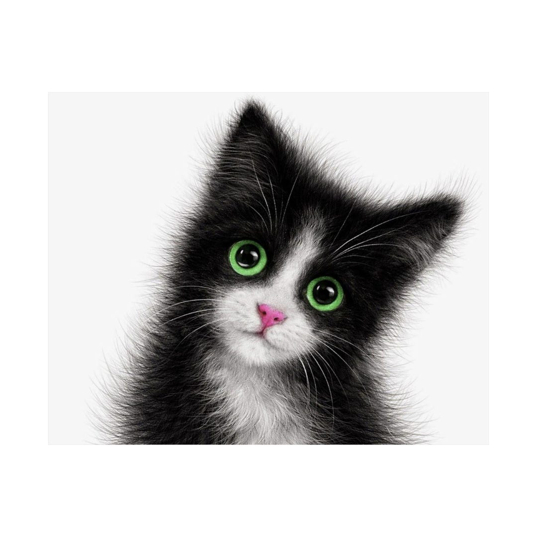 Doris the Cat Art Print – Black and White Kitten With Green Eyes - Etsy