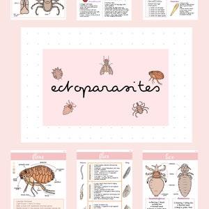 Vet Parasitology (ectoparasites) - Etsy