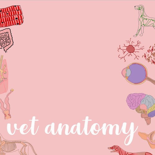Veterinary Surgery Bundle Vet Tech Notes VTNE Prep - Etsy